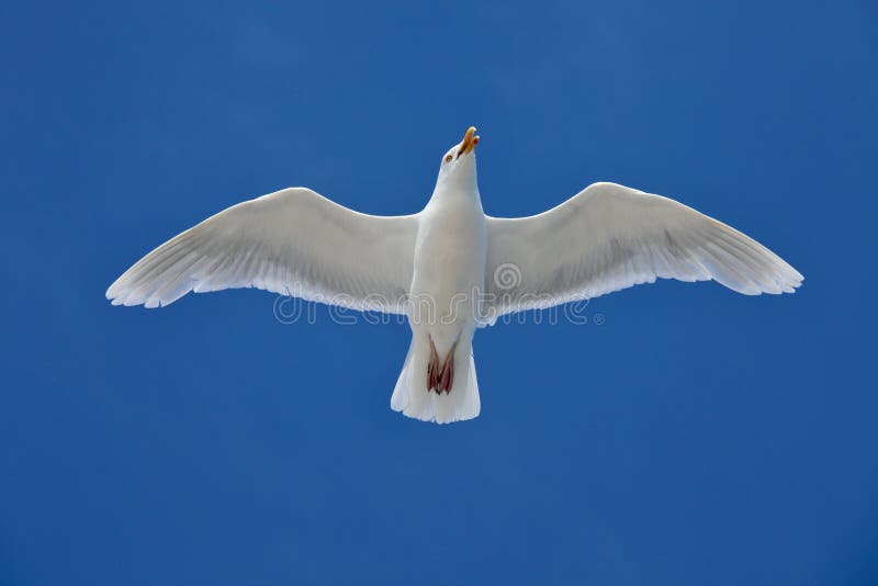 Seagull stock image. Image of gull, arctic, speed, land - 27974639