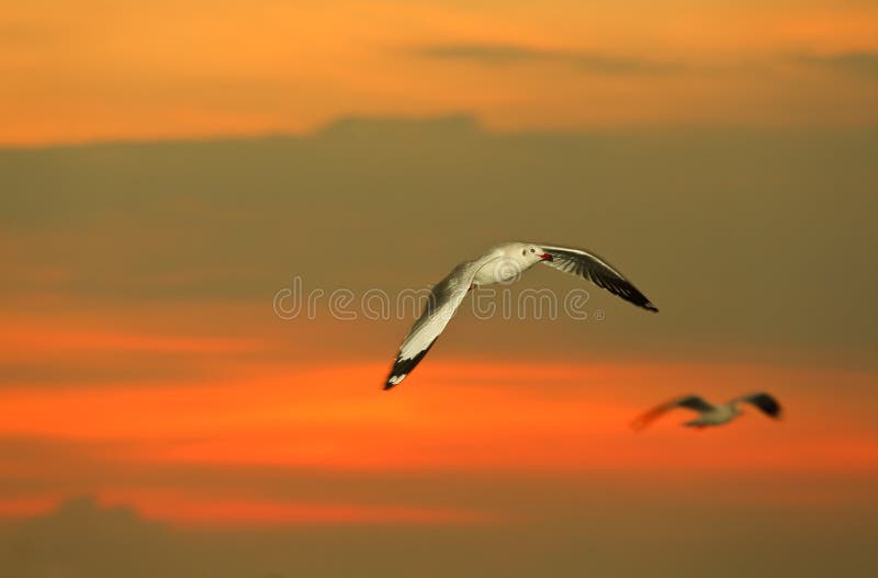 Flying seagull stock image. Image of horizon, sunset - 28289985