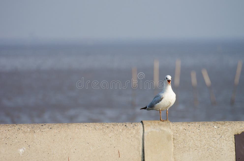 Seagull stock image. Image of dream, animal, climate - 29456857