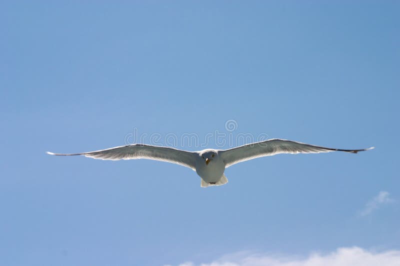 Seagull stock photo. Image of larus, fish, blue, bird - 4629154