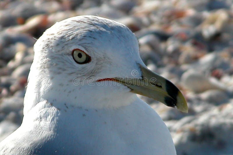 Seagull stock image. Image of beach, bird, face, alert - 474273