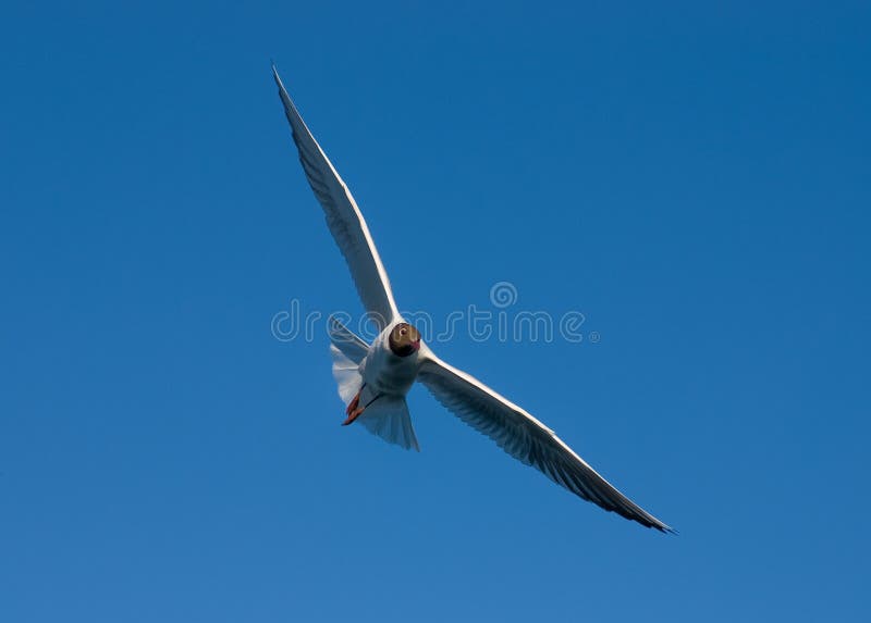 Seagull stock image. Image of blue, seagull, bird, flight - 5518677