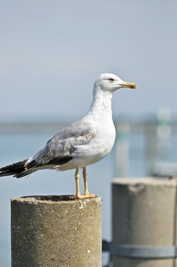 Laughing Seagulls stock image. Image of marathon, marina - 57960511