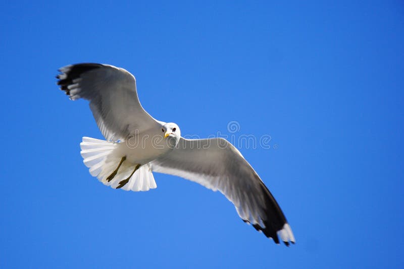 Giant Seagull stock image. Image of ocean, bird, gull - 26746057