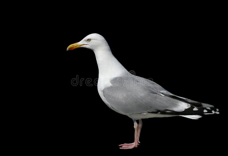 Seagull side view isolated stock photo. Image of plumage - 31987526