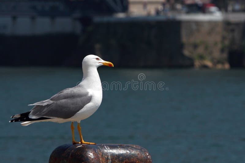 Seagull stock image. Image of neck, side, nice, creature - 919307