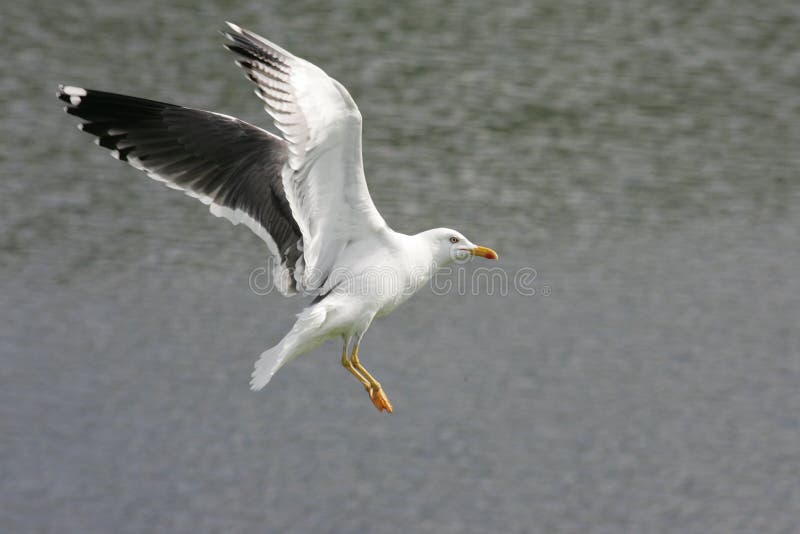 Zebra Fish stock image. Image of fauna, river, object - 6887281