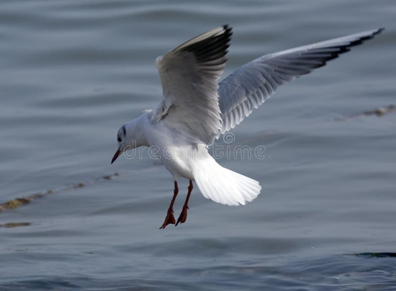 Seagull stock image. Image of water, waves, sbird, blue - 9861571
