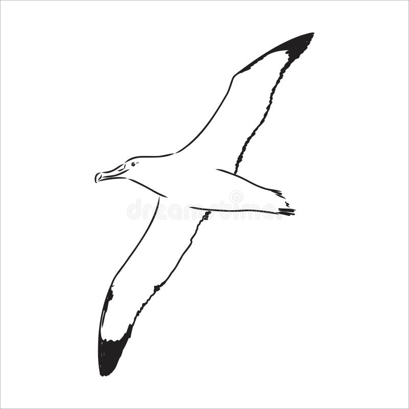 Albatross Flight Stock Illustrations – 1,047 Albatross Flight Stock ...
