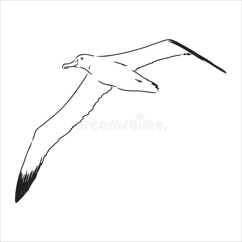 Seagull Albatross Bird in Flight with Open Wings Sketch Vector Graphics ...