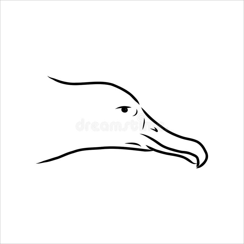 Wandering Albatross Drawing