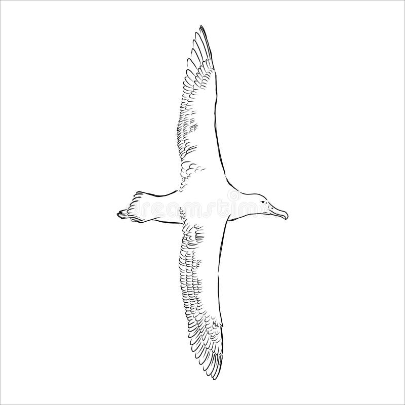 Seagull Albatross Bird in Flight with Open Wings Sketch Vector Graphics ...