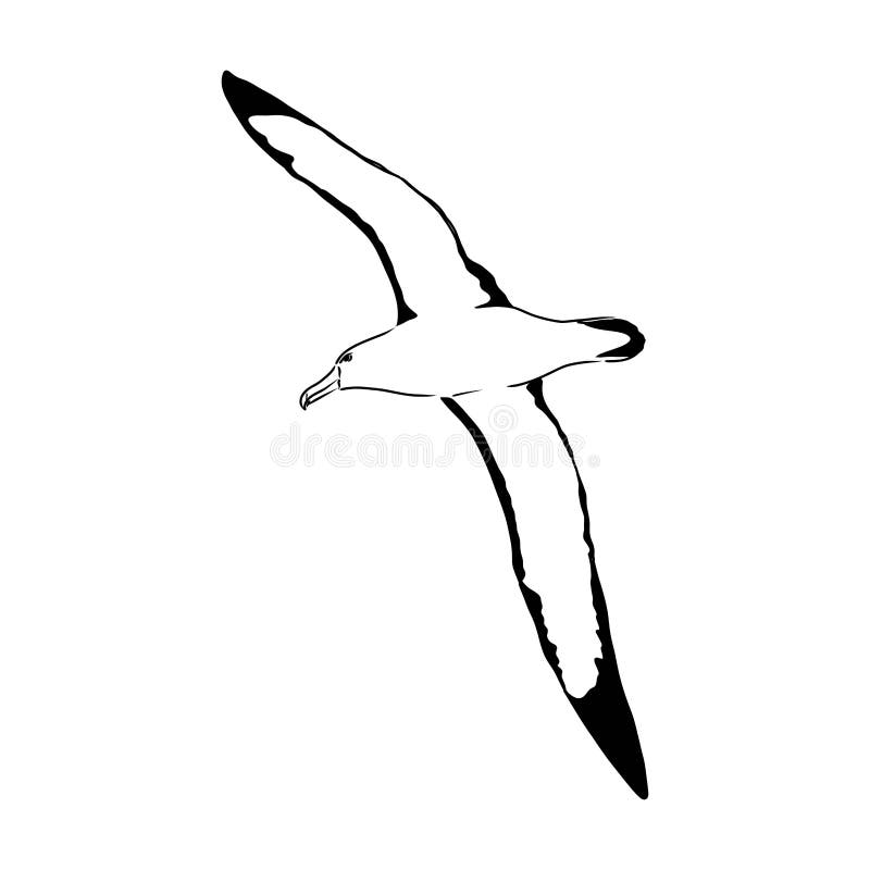 Seagull Albatross Bird in Flight with Open Wings Sketch Vector Graphics ...