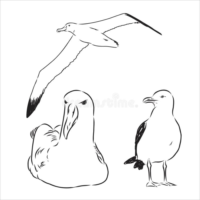 Seagull Albatross Bird in Flight with Open Wings Sketch Vector Graphics ...