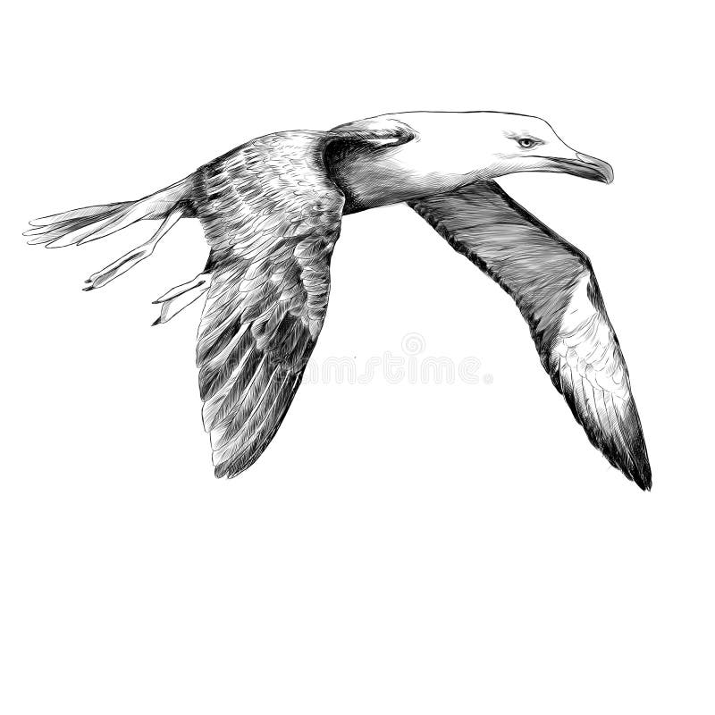 Seagull Albatross Bird in Flight with Open Wings Sketch Vector Graphics ...