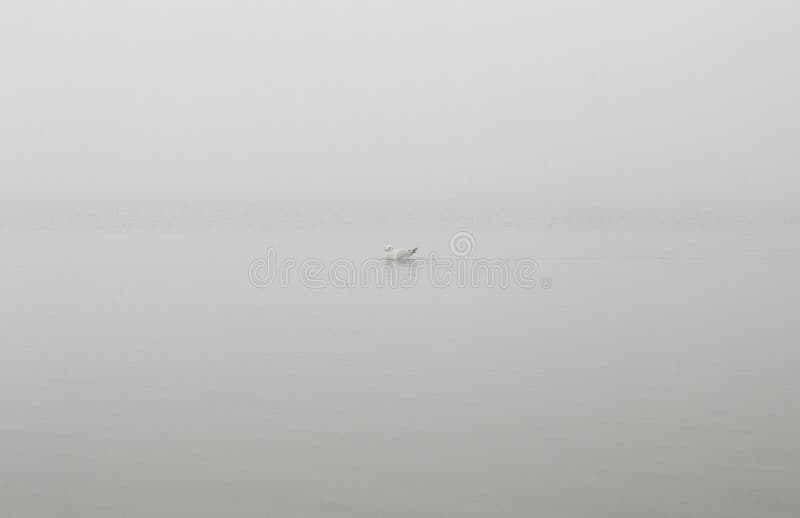 205 Sad Seagull Photos - Free & Royalty-Free Stock Photos from Dreamstime