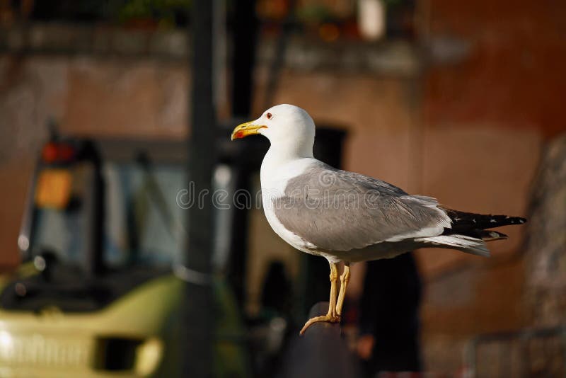 Seagull alone stock photo. Image of wild, beautiful, clipping - 53765874