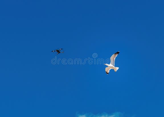 Seagull Atacking Drone with a Blue Sky on a Background Stock Image ...