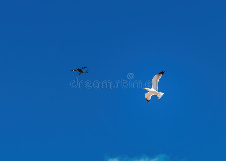 Seagull Atacking Drone with a Blue Sky on a Background Stock Image ...