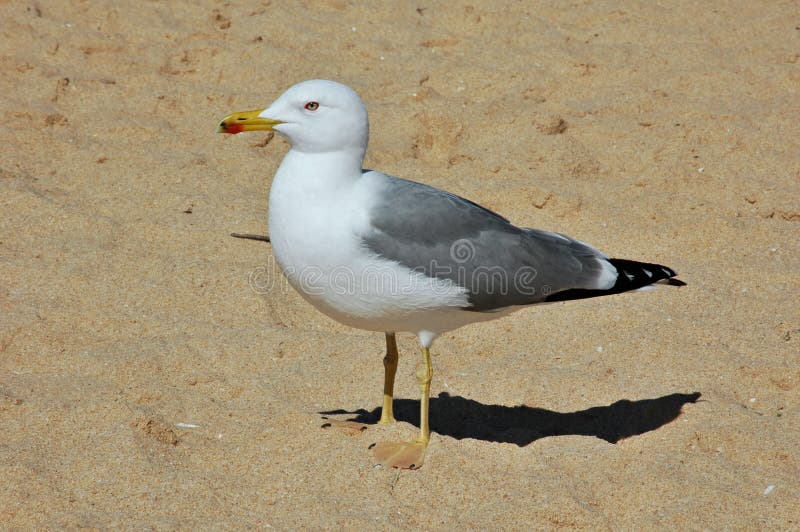 Atlantic Seagull (Larus Spp.) in Reykjavik, Iceland Stock Image - Image ...