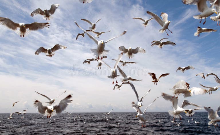 247 Attack Seagulls Stock Photos - Free & Royalty-Free Stock Photos ...