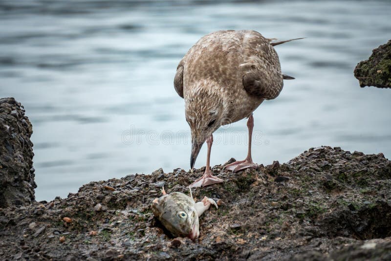 Seagull Attacking a Fish Head for Food Stock Photo - Image of fish ...