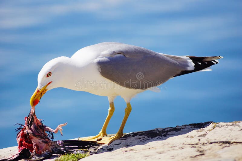 Seagull b stock image. Image of marine, carrion, seagull - 41814751