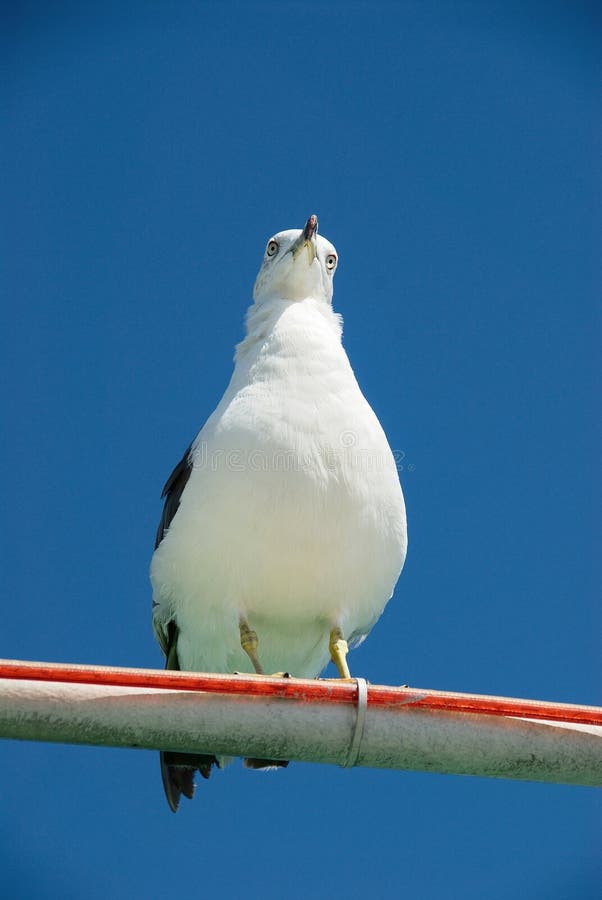 Seagull on a bar stock image. Image of search, junction - 29119037