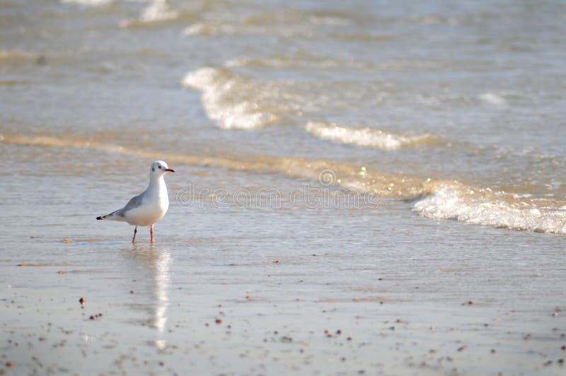 Seagull on beach stock image. Image of gull, coast, holiday - 11179003