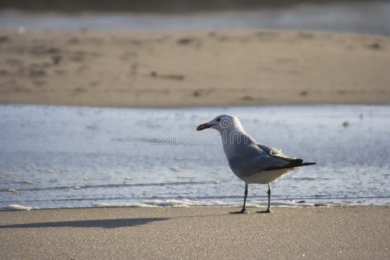 Seagull at beach stock photo. Image of standing, color - 15322350