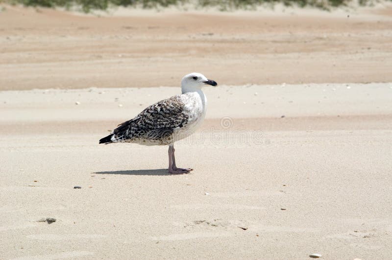 Seagull on the Beach stock image. Image of feathers, vacation - 16569