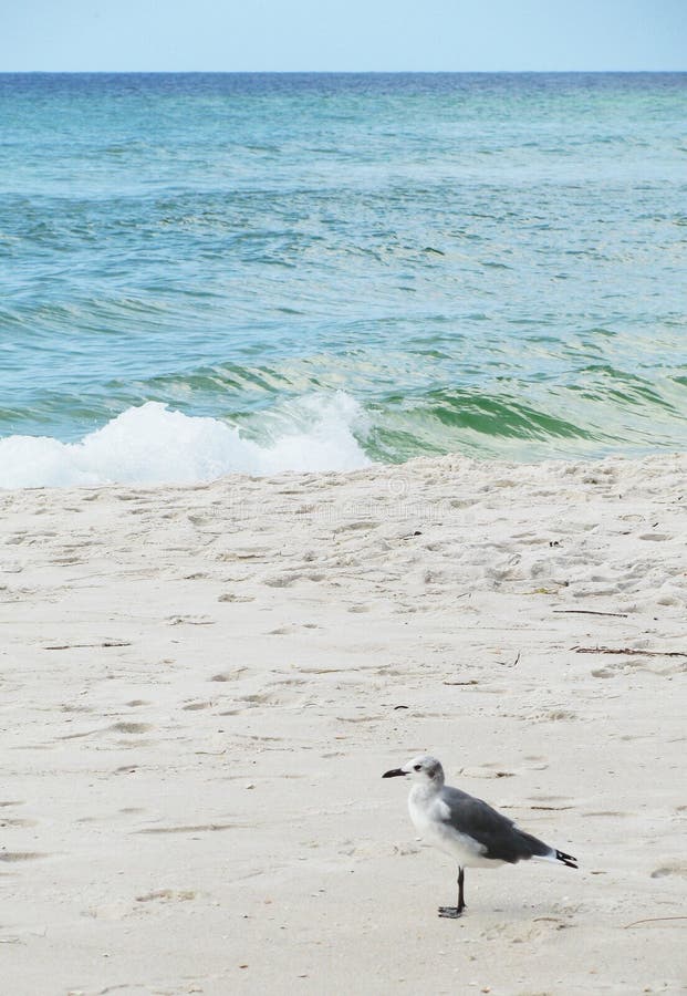 Seagull on the beach stock photo. Image of ocean, sand - 19388652