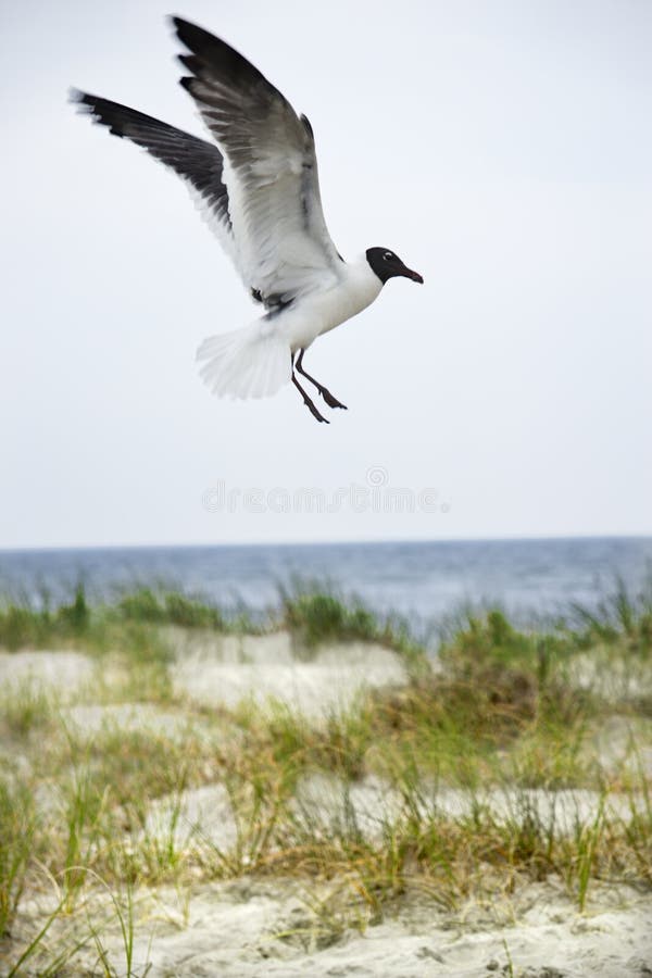 Seagull at beach. stock image. Image of birds, colour - 2046103