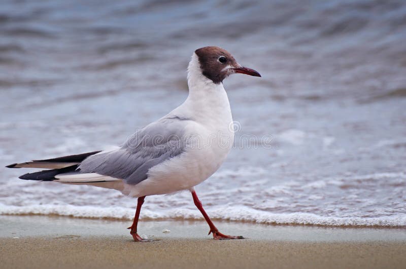 Seagull on beach stock photo. Image of beak, natural - 26125228