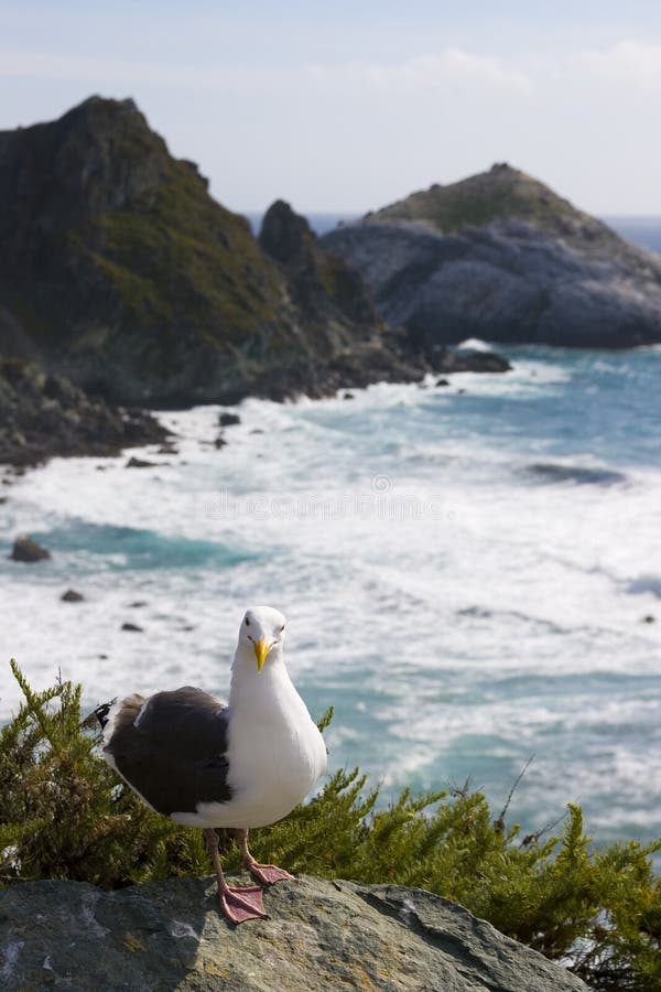 Seagull on the beach stock photo. Image of background - 2660418