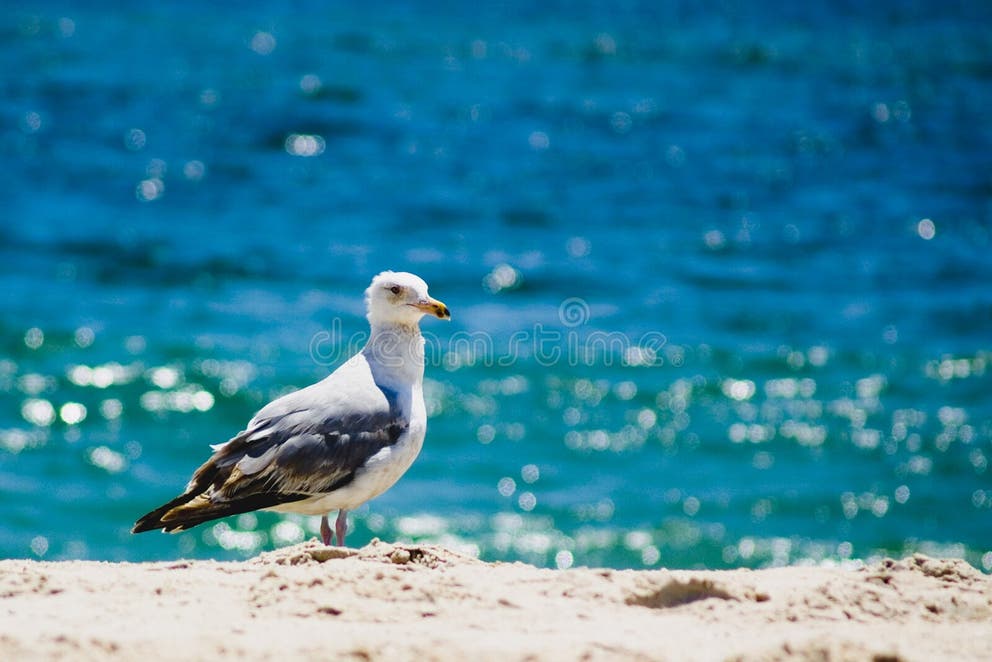 Seagull at Beach stock photo. Image of wildlife, avian - 8263364