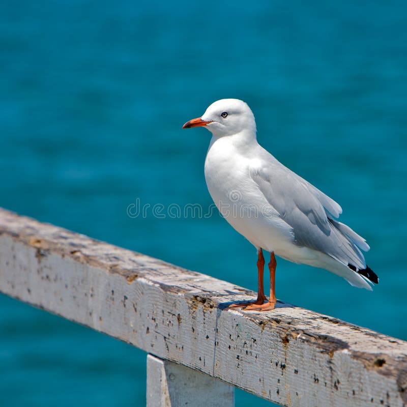 Seagull at the beach stock photo. Image of daytime, flight - 8490222