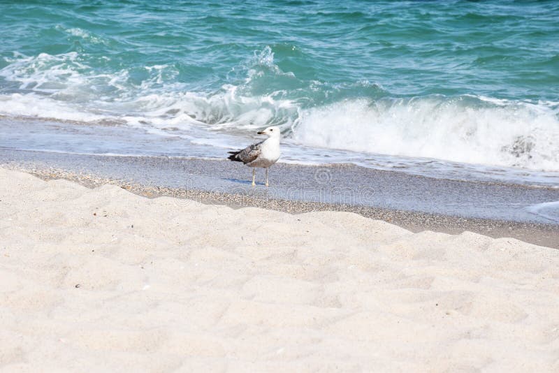 Seagull on the Edge of the Surf. Stock Image - Image of sean, coastal ...