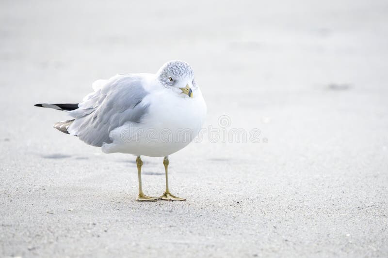 Seagull Facing Away from Strong Wind. Stock Image - Image of feather ...