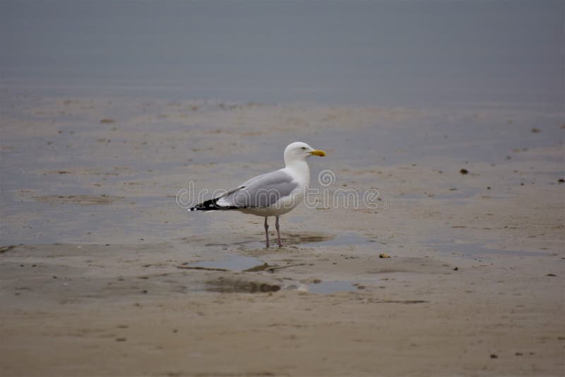 A Seagull is Sitting at the Beach Stock Photo - Image of surf, tide ...
