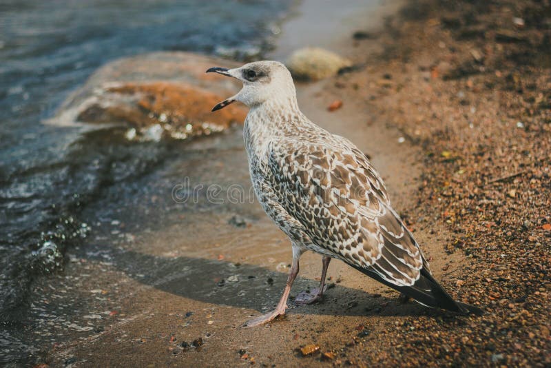 Seagull on the beach stock image. Image of nature, bird - 76033591