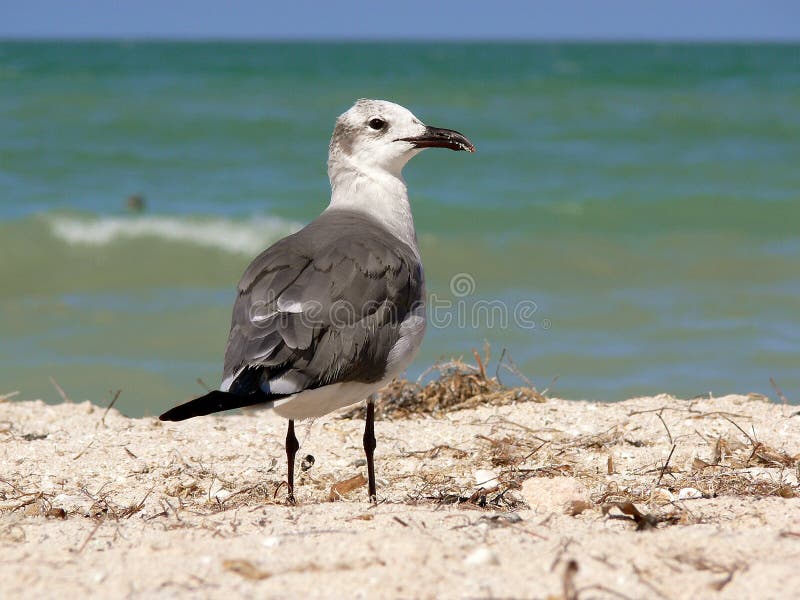 Seagull stock image. Image of yukatan, bird, beach, mexico - 47490741
