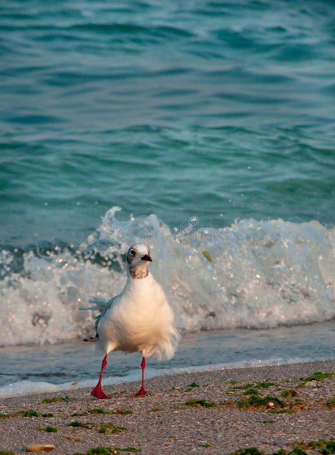 Seagull on a beach stock photo. Image of shorebird, coast - 54734428