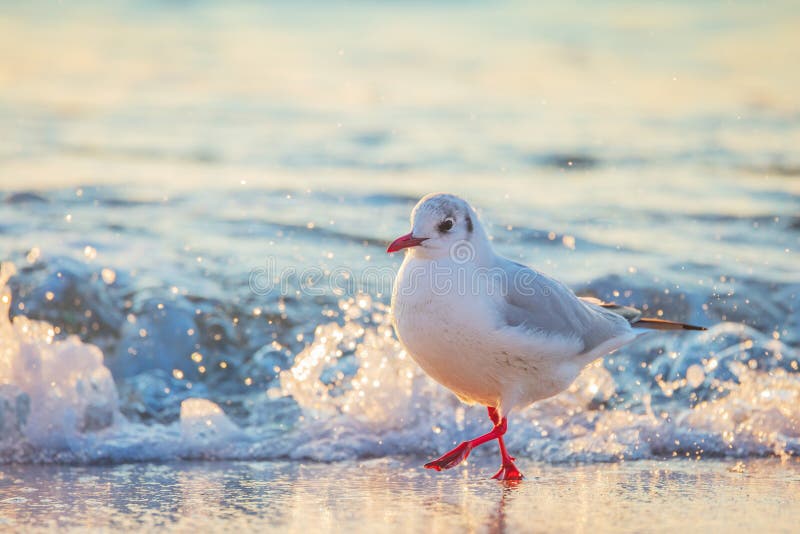 Seagull on the Beach Sand Against the Sea Stock Image - Image of ...