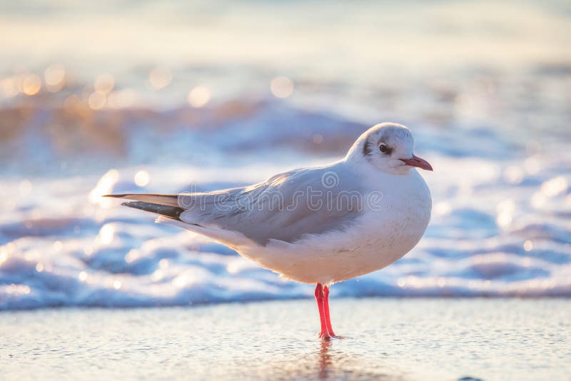 Seagull on the Beach Sand Against the Sea Stock Image - Image of ...