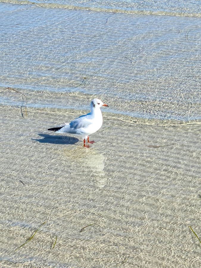 A Seagull on the Beach Sand of the Ostee in Shallow Water Stock Photo ...
