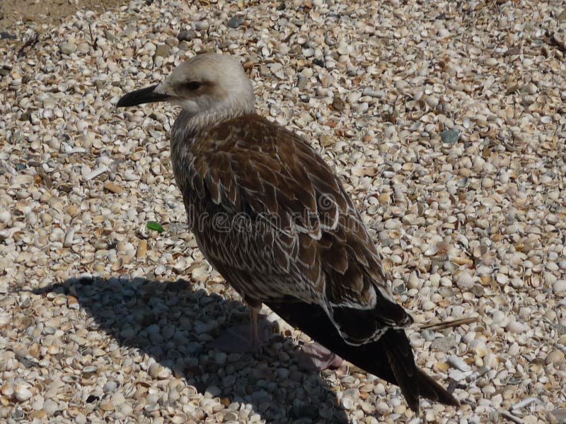 Seagull on the Beach with Shells Stock Photo - Image of seagull, beach ...