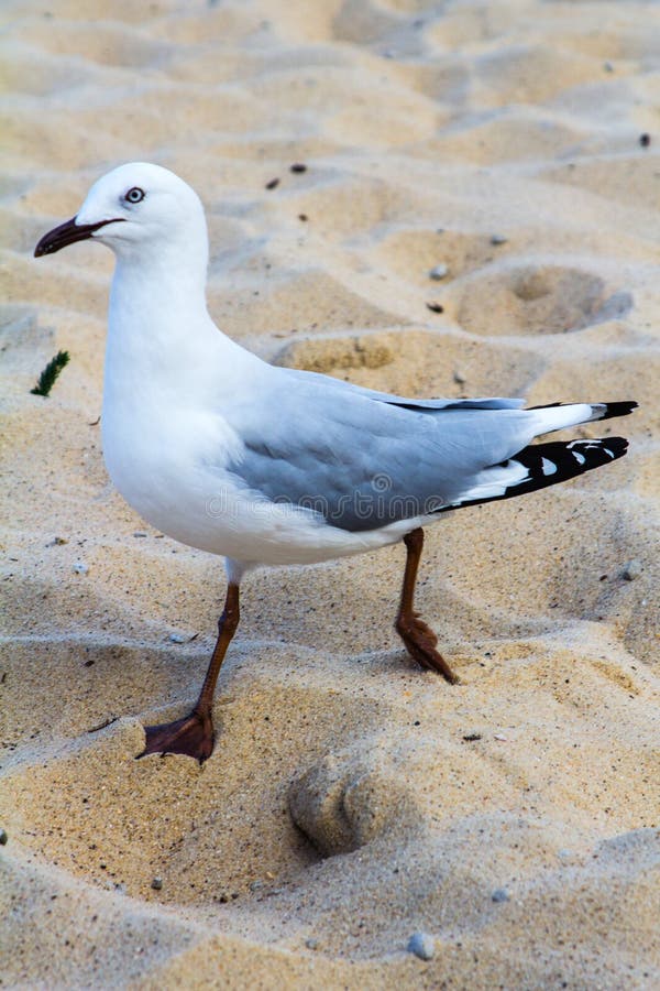 Seagull on the Beach stock image. Image of bird, sand - 84740397