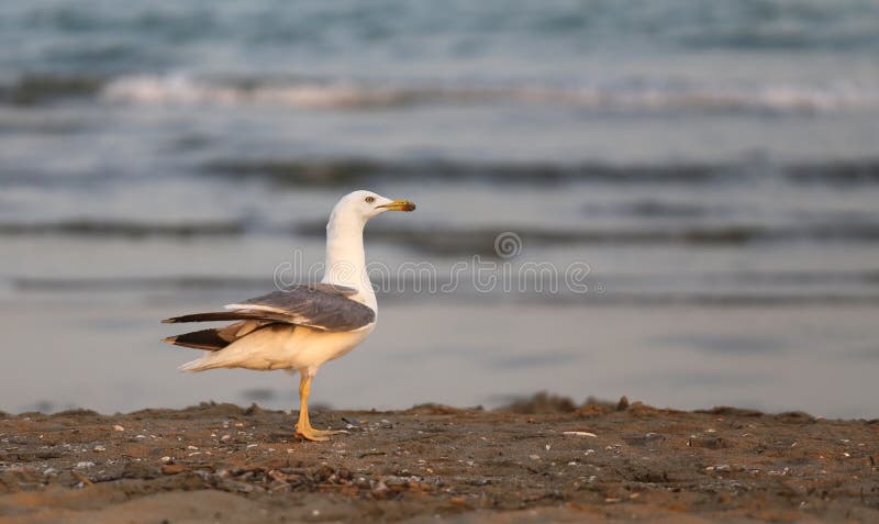 Seagull at the Beach in Summer Stock Image - Image of seagull, duck ...