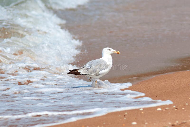 Seagull on beach stock photo. Image of summer, wild - 229387644